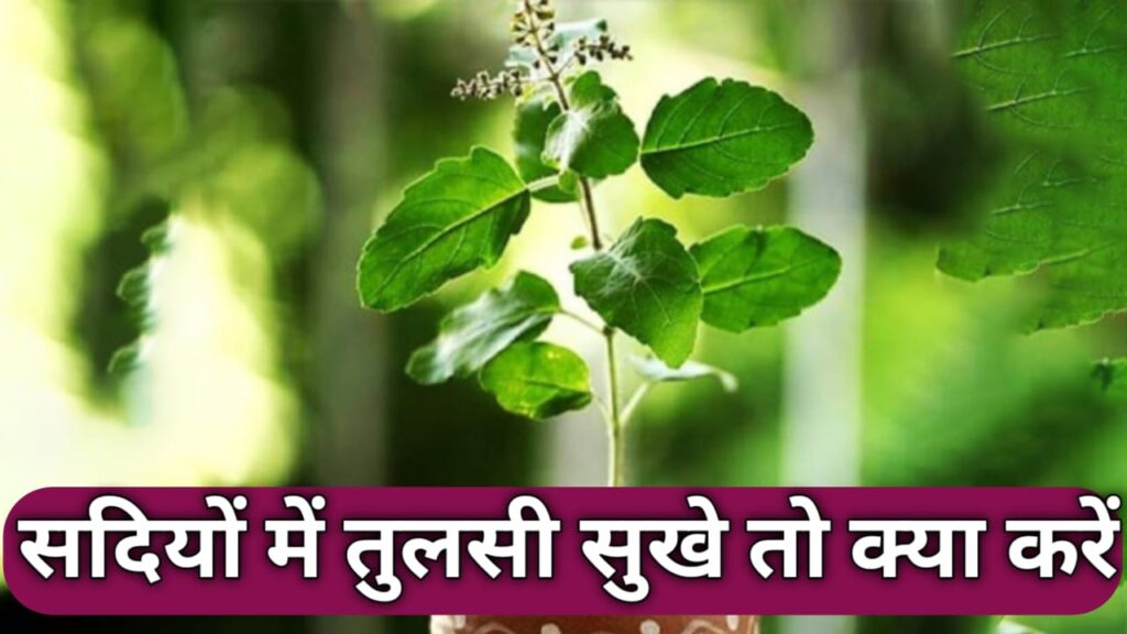 सर्दियों में तुलसी सूख जाए तो क्या करें? तुलसी का पौधा बार-बार क्यों सूखता है । Tulsi Ke Paudhe ...